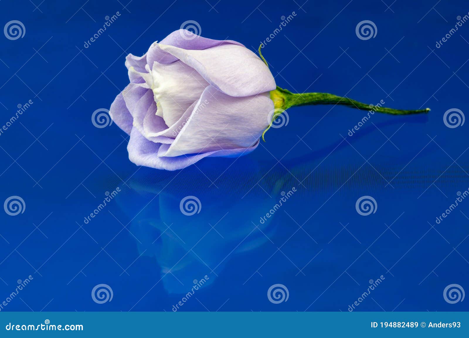 Lilac colored rose flower stock image. Image of gift - 194882489