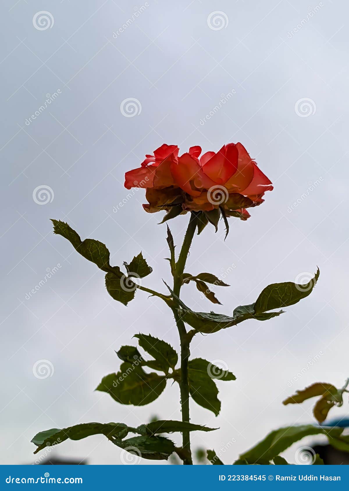 Rose flower with sky stock image. Image of plant, flower - 223384545