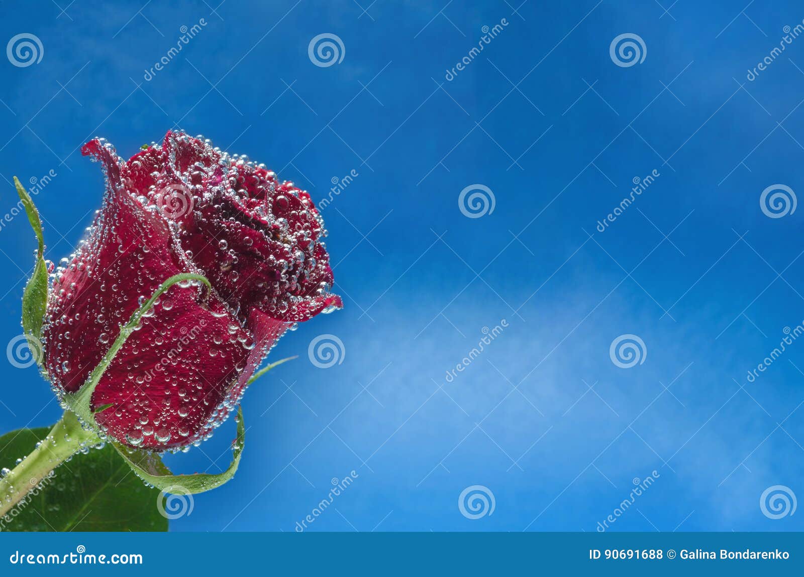 Rose Flower on Sky Background Stock Photo - Image of white, rose: 90691688