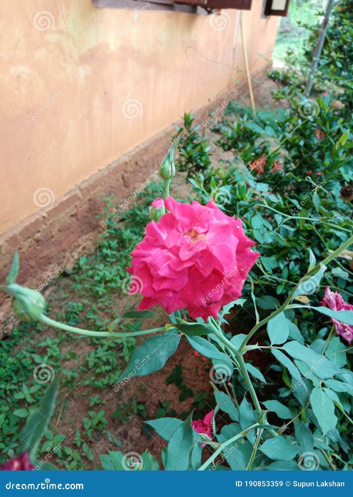 Beautiful Rose Flower in Sri Lanka Stock Image - Image of bloomed ...