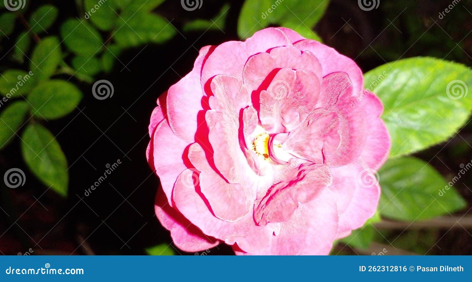 Rose flower in Sri Lanka stock photo. Image of leaf - 262312816
