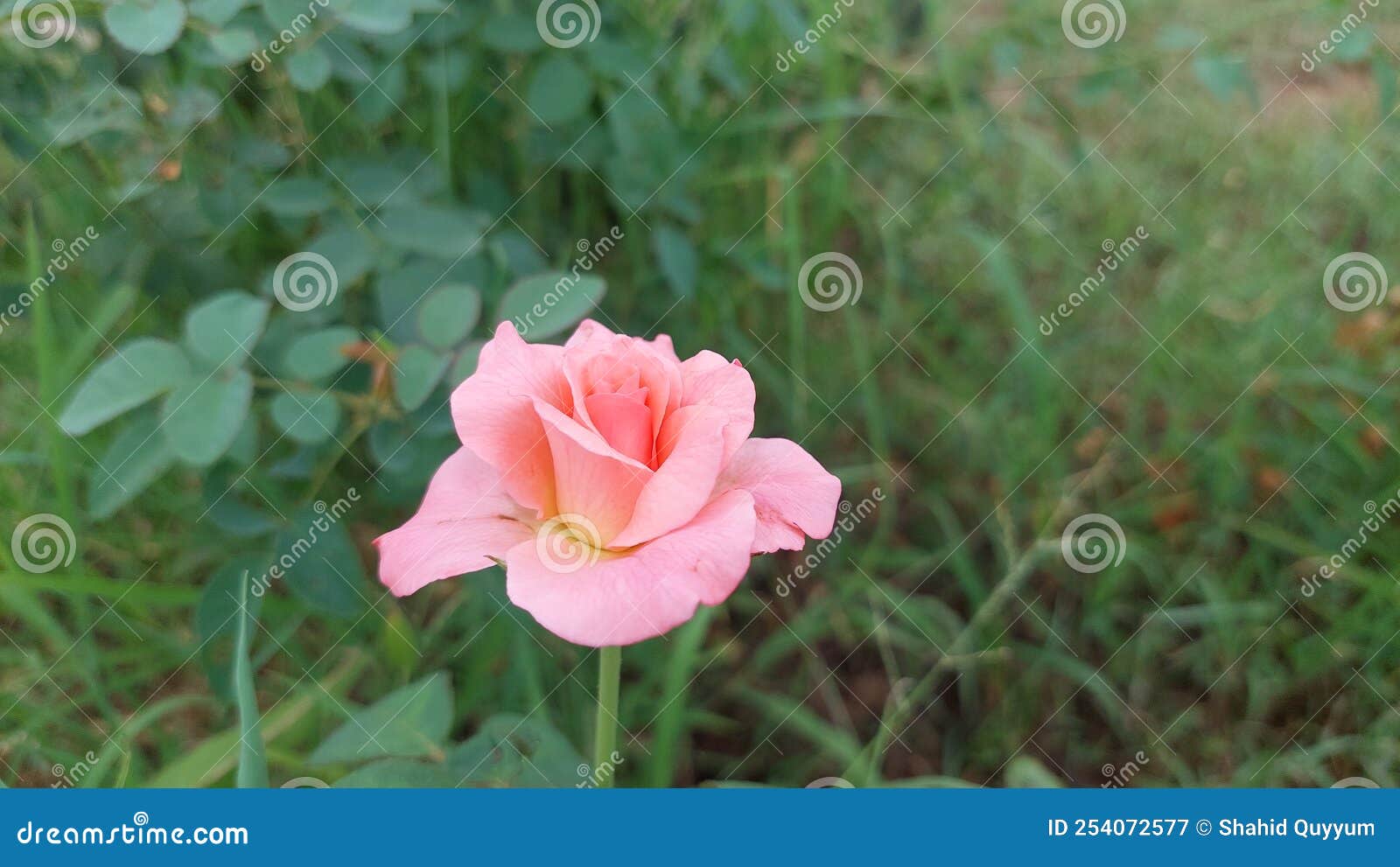 Rose Flower Start Spreading Its Petals Stock Image - Image of blossom ...
