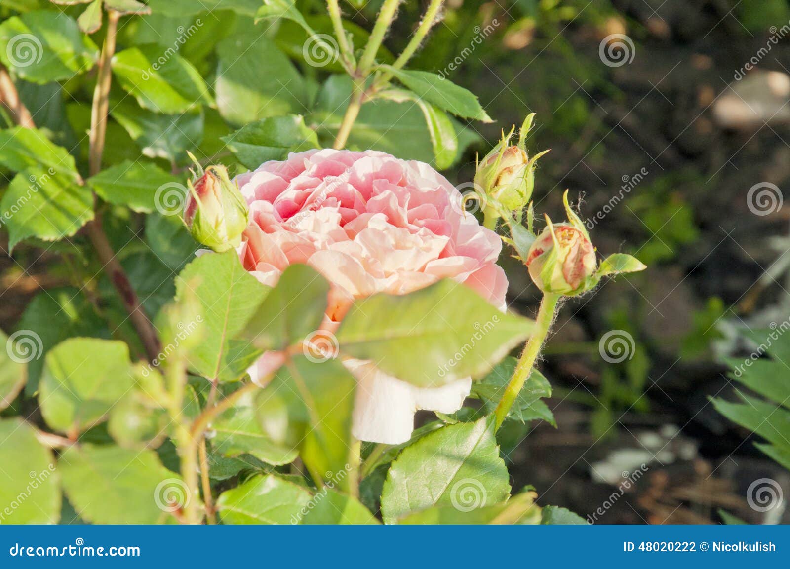 Derby`s Flower Beetle Aka Dicronorrhina Derbyana Stock Photo ...
