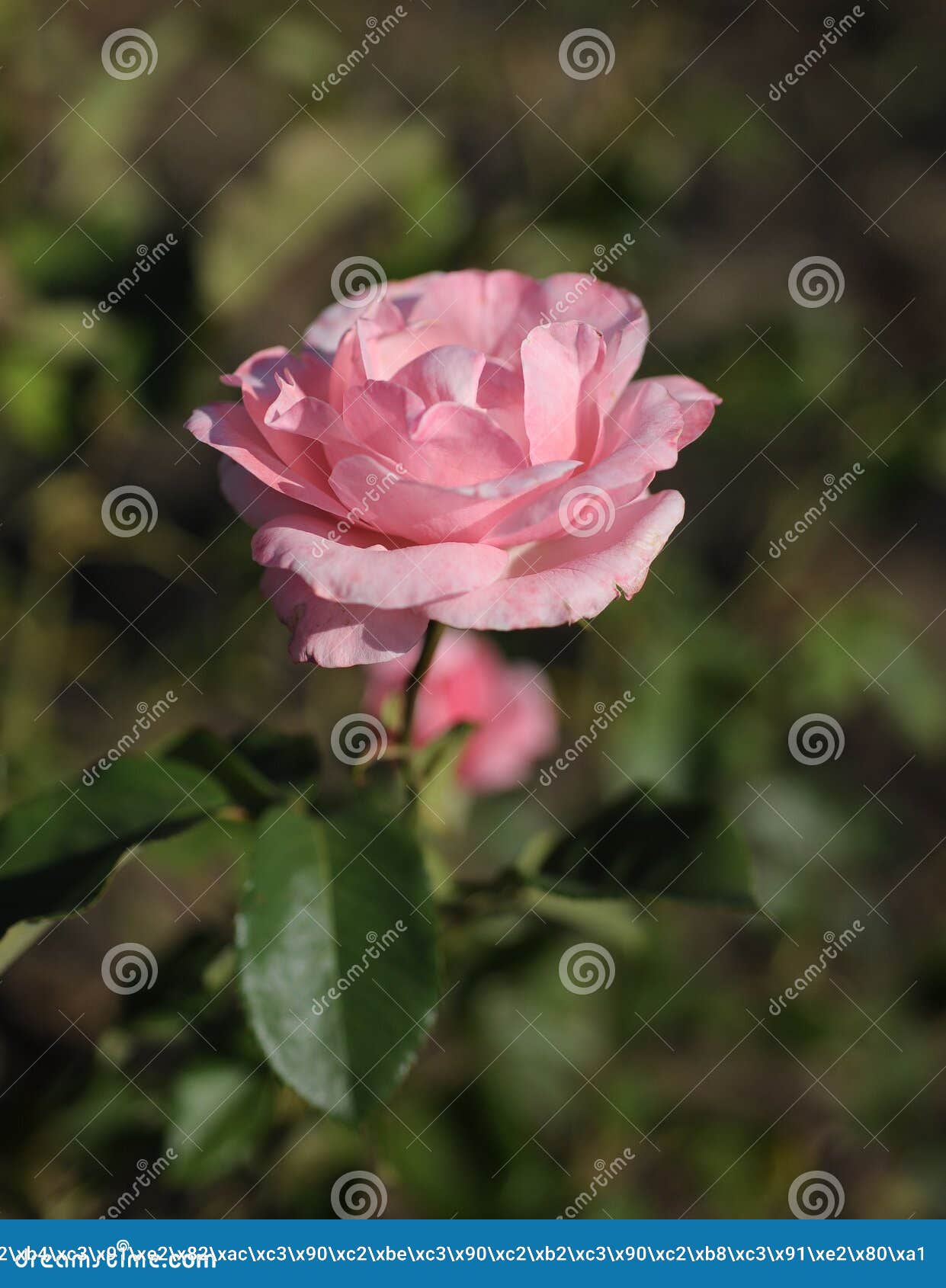Rose Flower, Variety `Queen Elizabeth`. Stock Image - Image of delicate ... Rose Flower, Variety `Queen Elizabeth`. Stock Image - Image of delicate ...