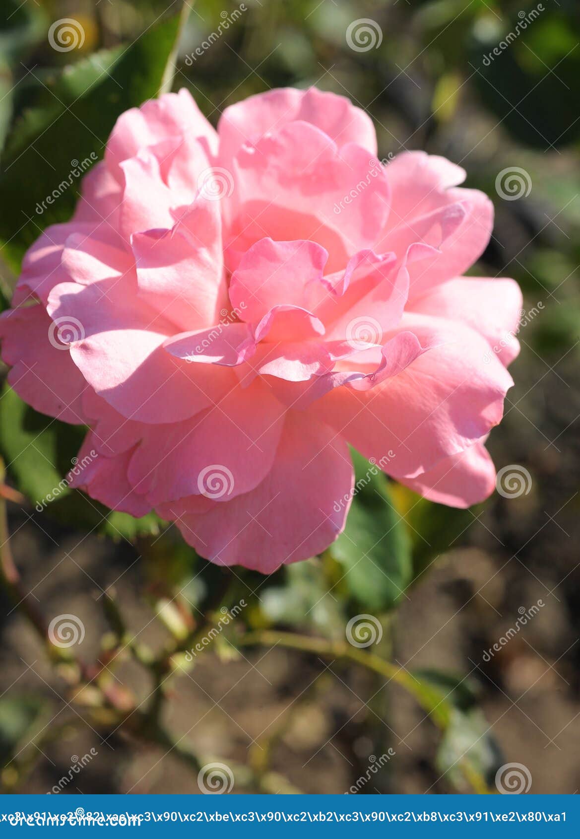 Rose Flower, Variety `Queen Elizabeth`. Stock Image - Image of year ... Rose Flower, Variety `Queen Elizabeth`. Stock Image - Image of year ...