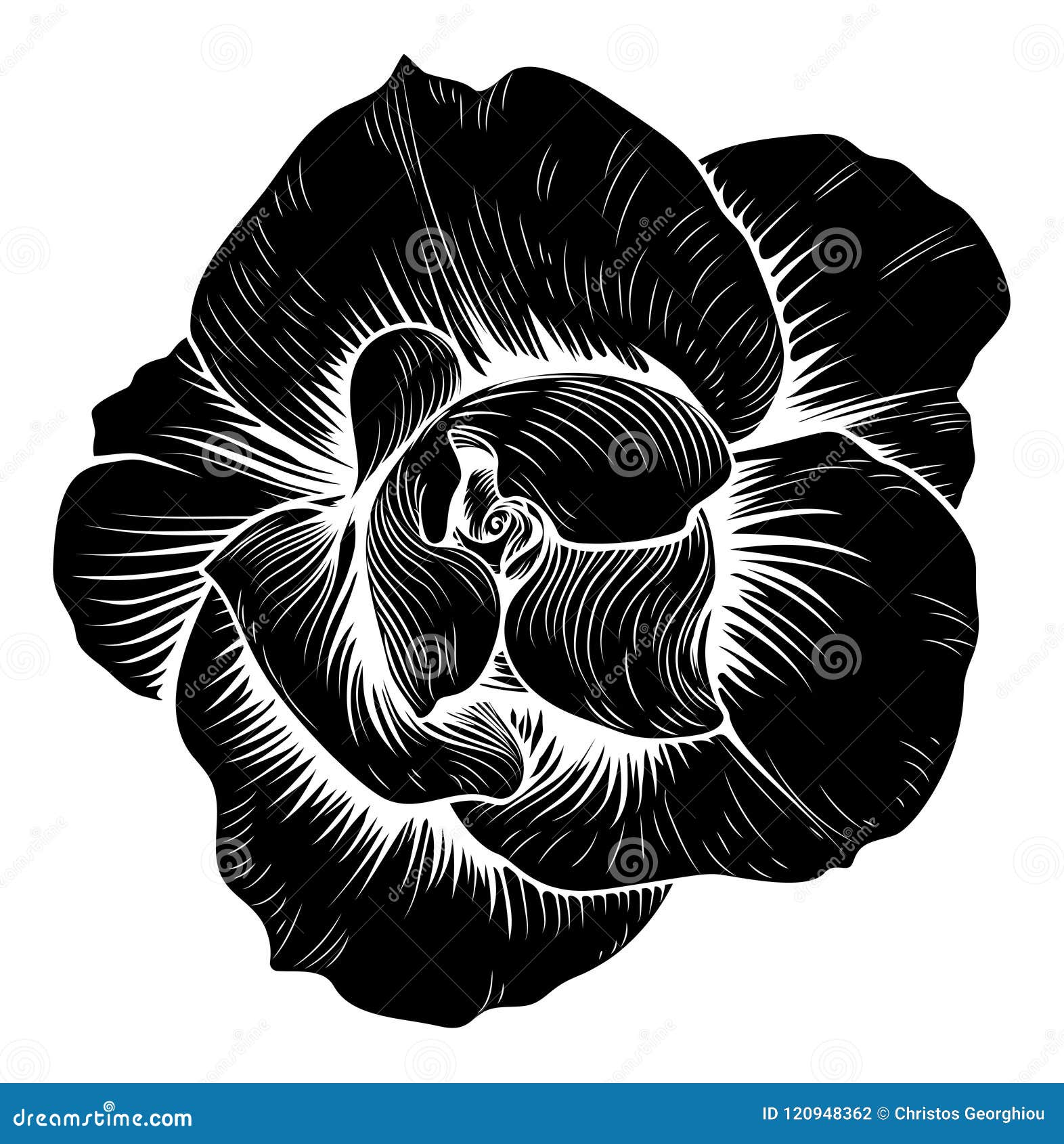 Rose Flower Vintage Woodcut Etching Engraved Stock Vector ...