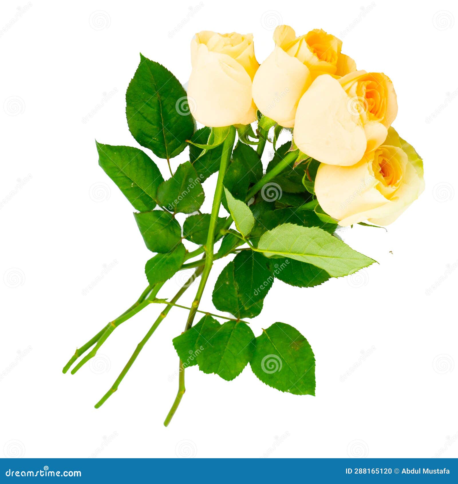 Rose Flower White Background Stock Photo - Image of yellow, flora ...