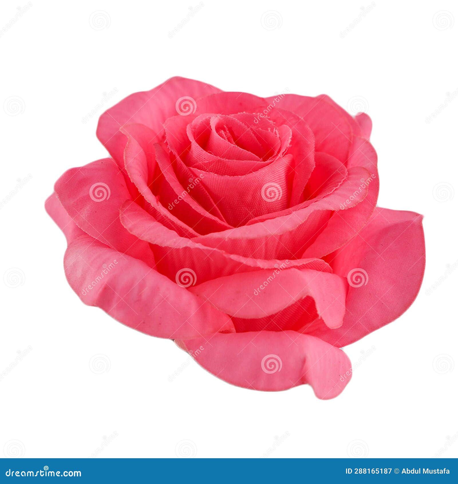 Rose Flower White Background Stock Image - Image of aroma, affectionate ...