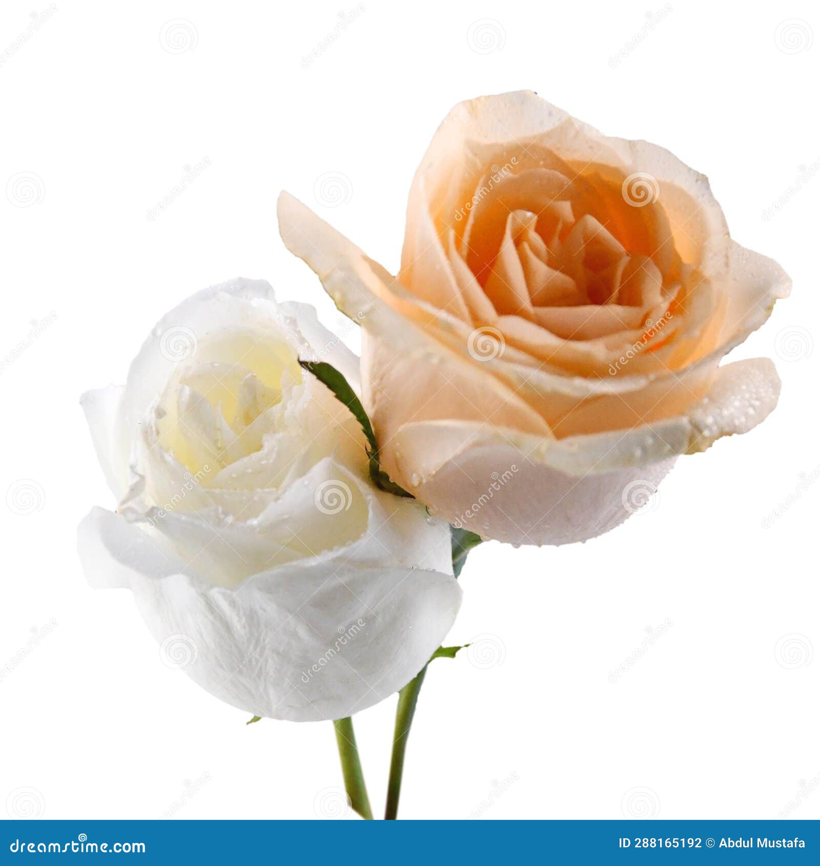 Rose Flower White Background Stock Photo - Image of beauty, bouquet ...