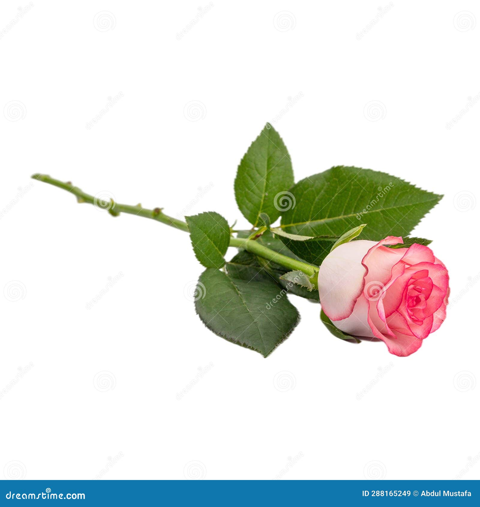 Rose Flower White Background Stock Image - Image of petal, white: 288165249