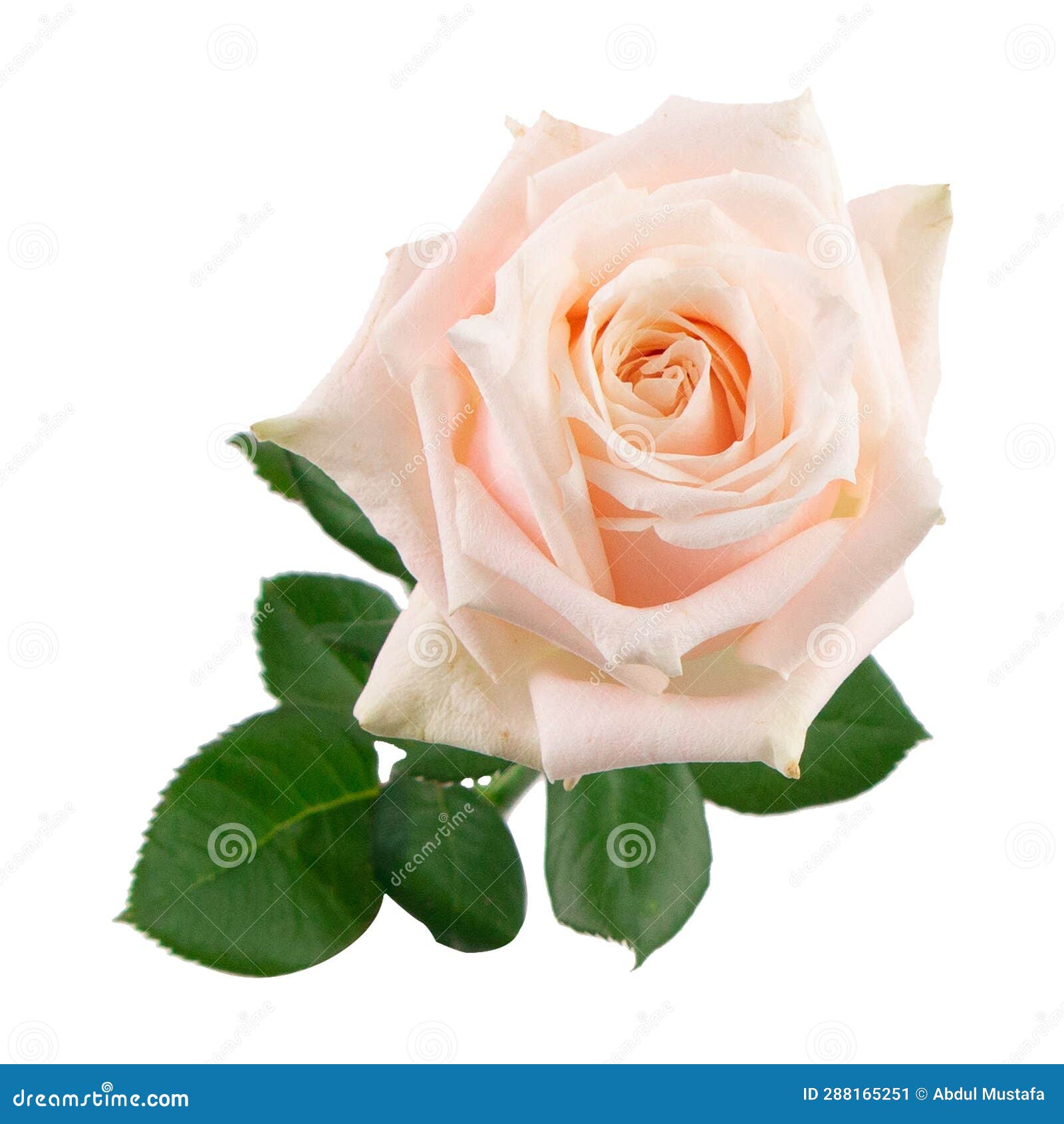 Rose Flower White Background Stock Image - Image of affectionate, color ...