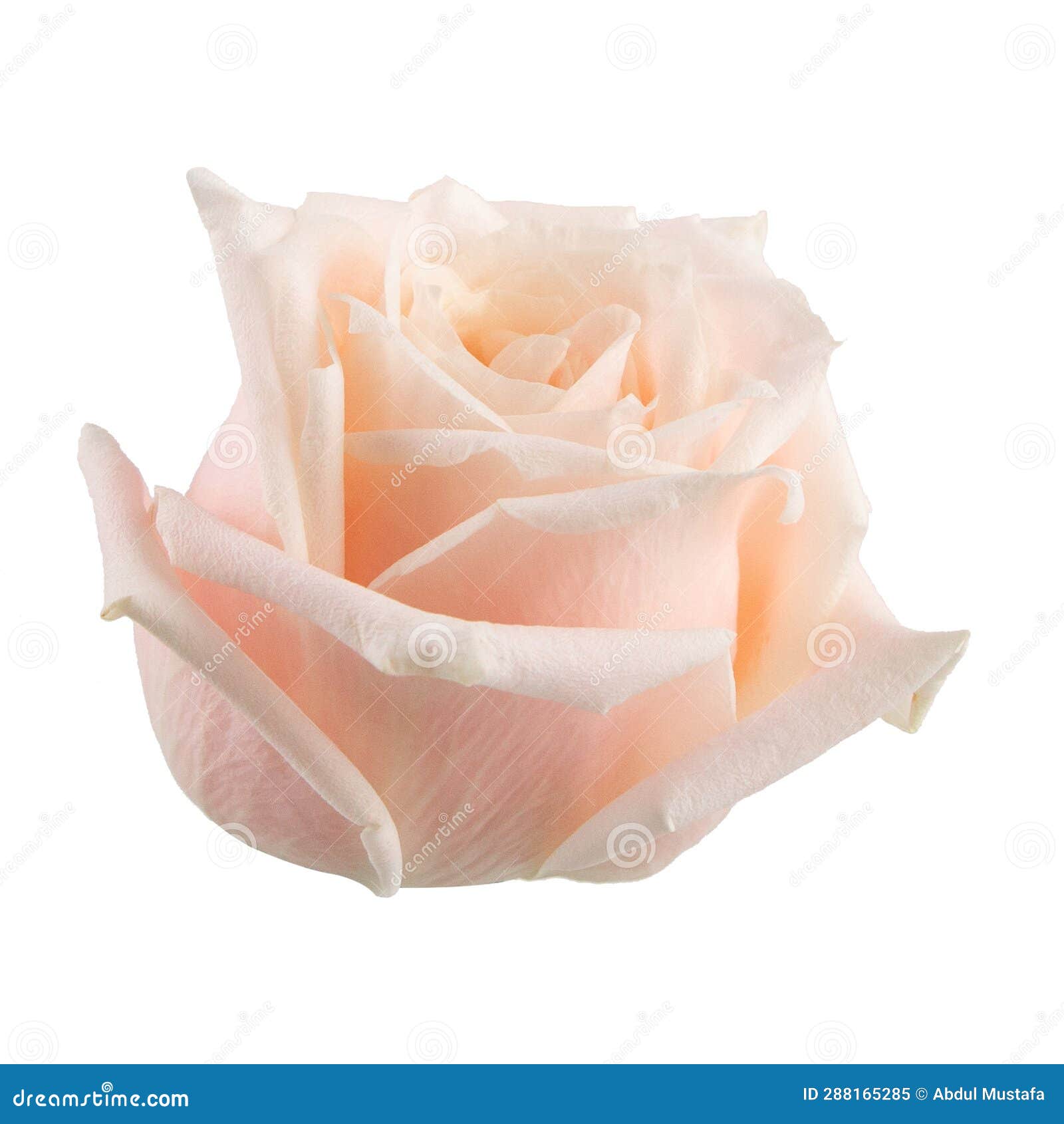 Rose Flower White Background Stock Image - Image of floral, gentle ...