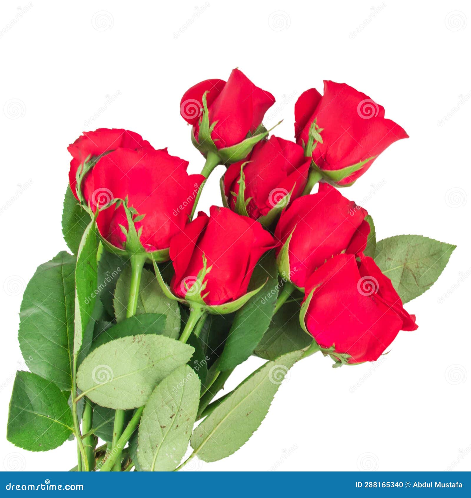 Rose Flower White Background Stock Photo - Image of design, yellow ...