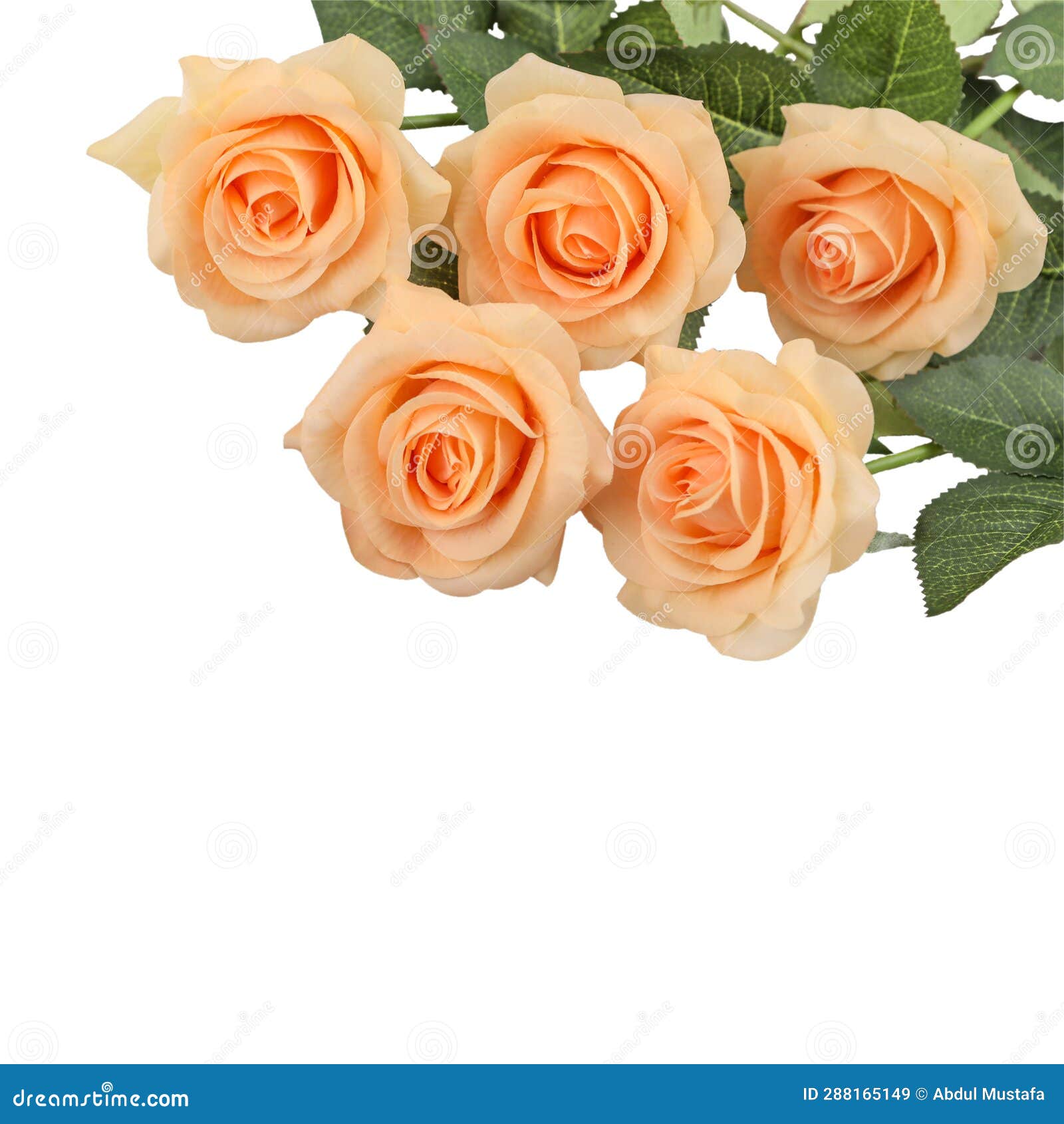 Rose Flower White Background Stock Image - Image of closeup, color ...
