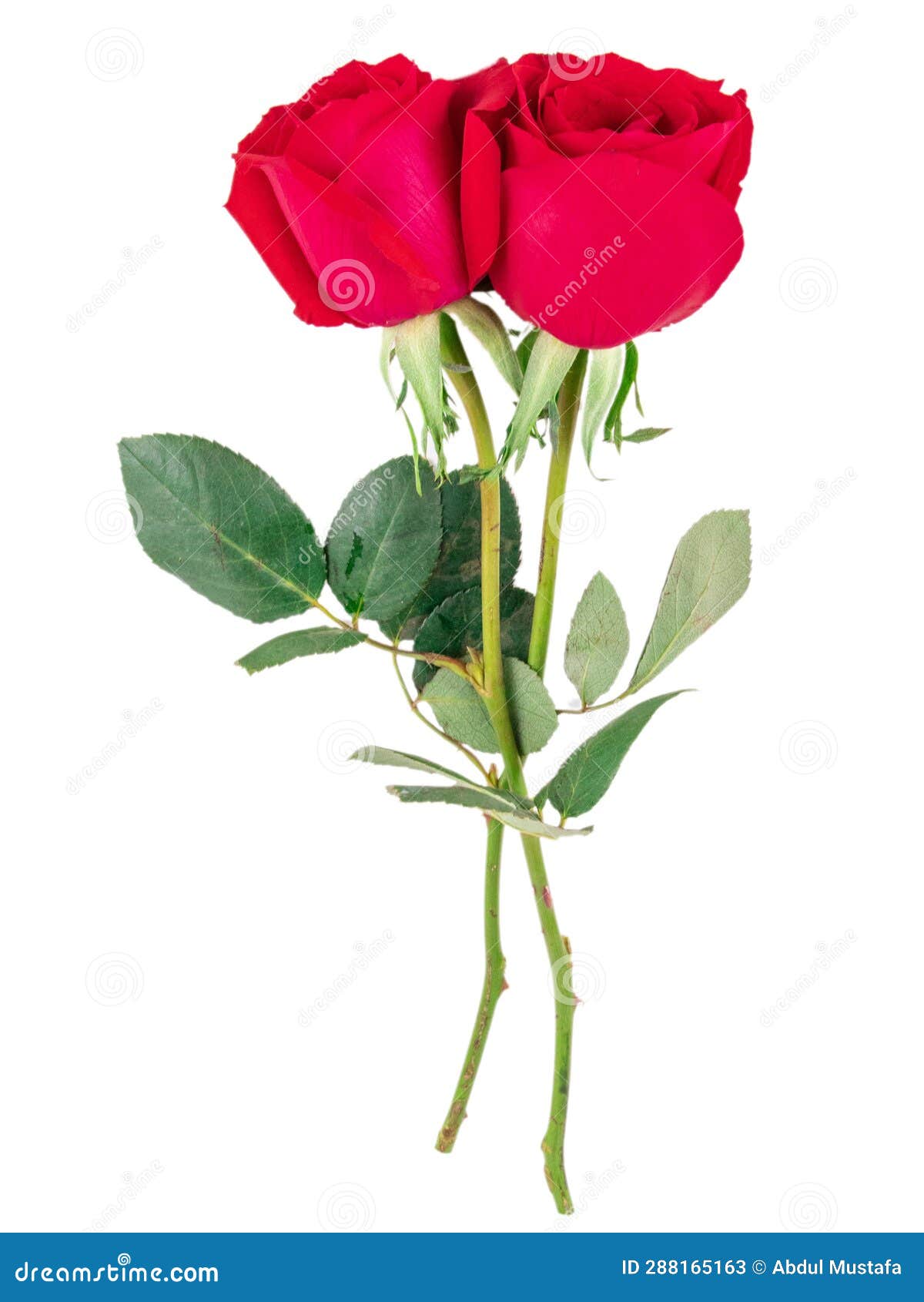 Rose Flower White Background Stock Image - Image of delicate, gentle ...