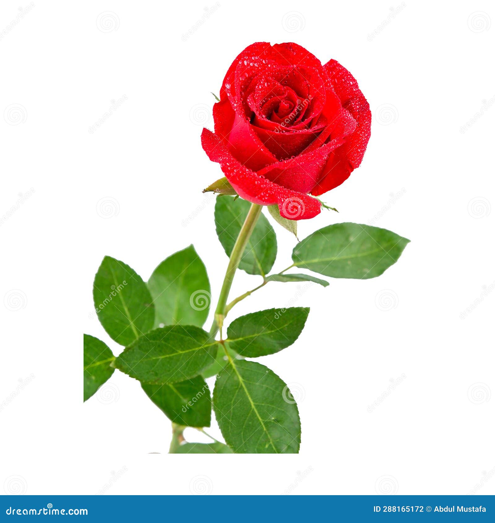 Rose Flower White Background Stock Photo - Image of blooms, pink: 288165172