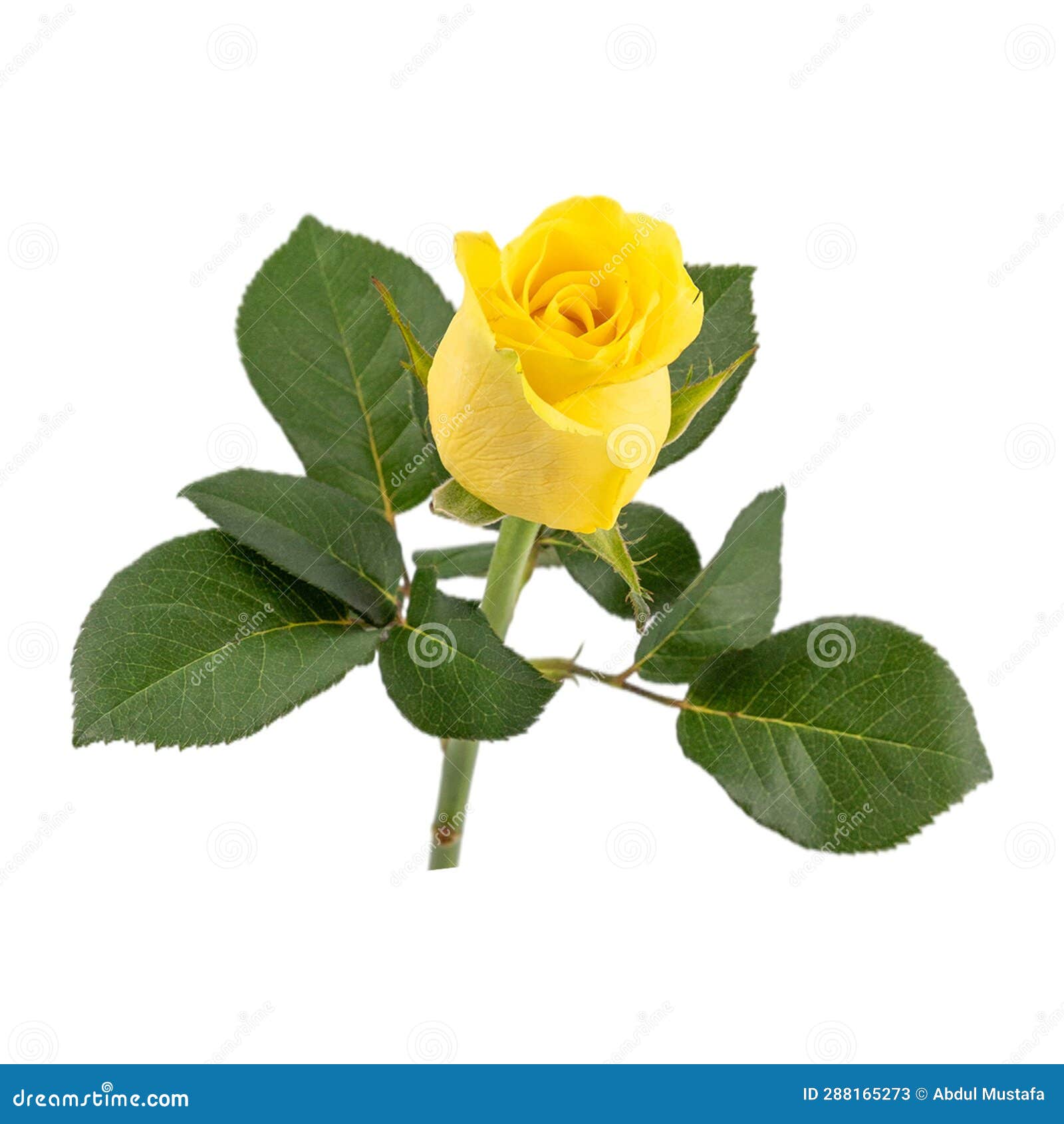 Rose Flower White Background Stock Image - Image of white, cream: 288165273