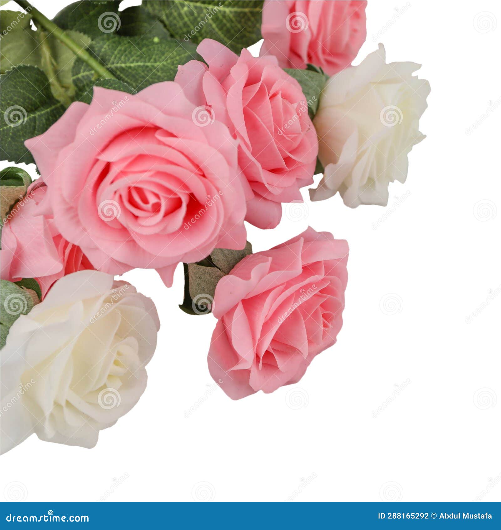 Rose Flower White Background Stock Photo - Image of background, cream ...