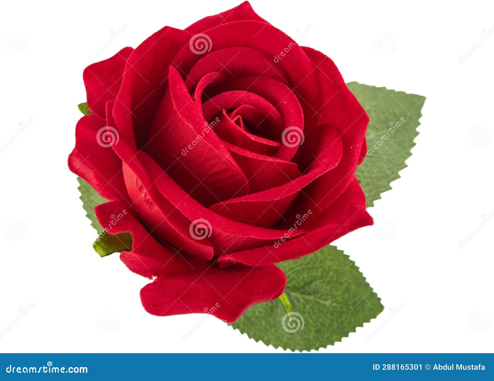 Rose Flower White Background Stock Image - Image of beautiful, leaf ...