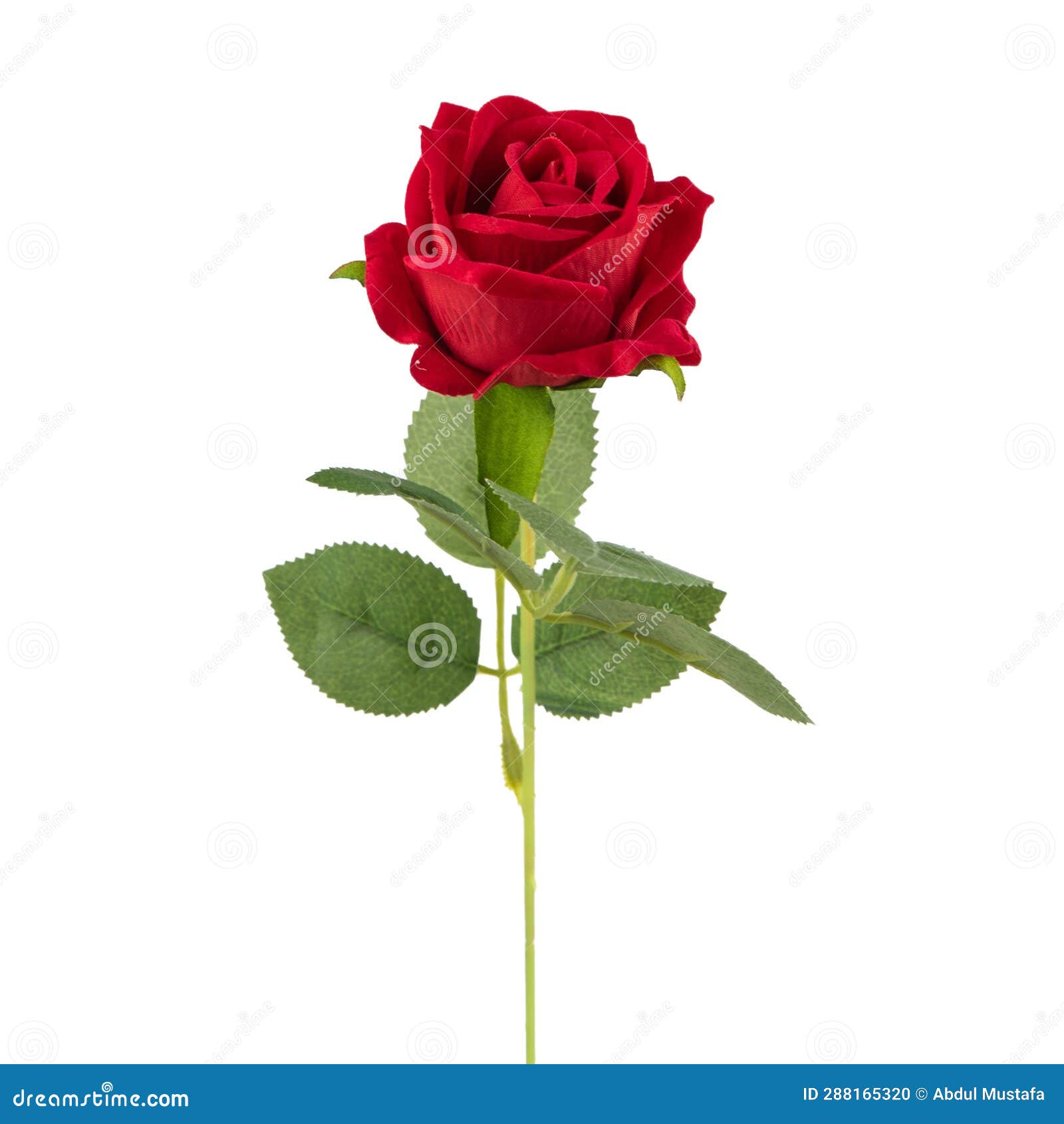 Rose Flower White Background Stock Photo - Image of produce, closeup ...