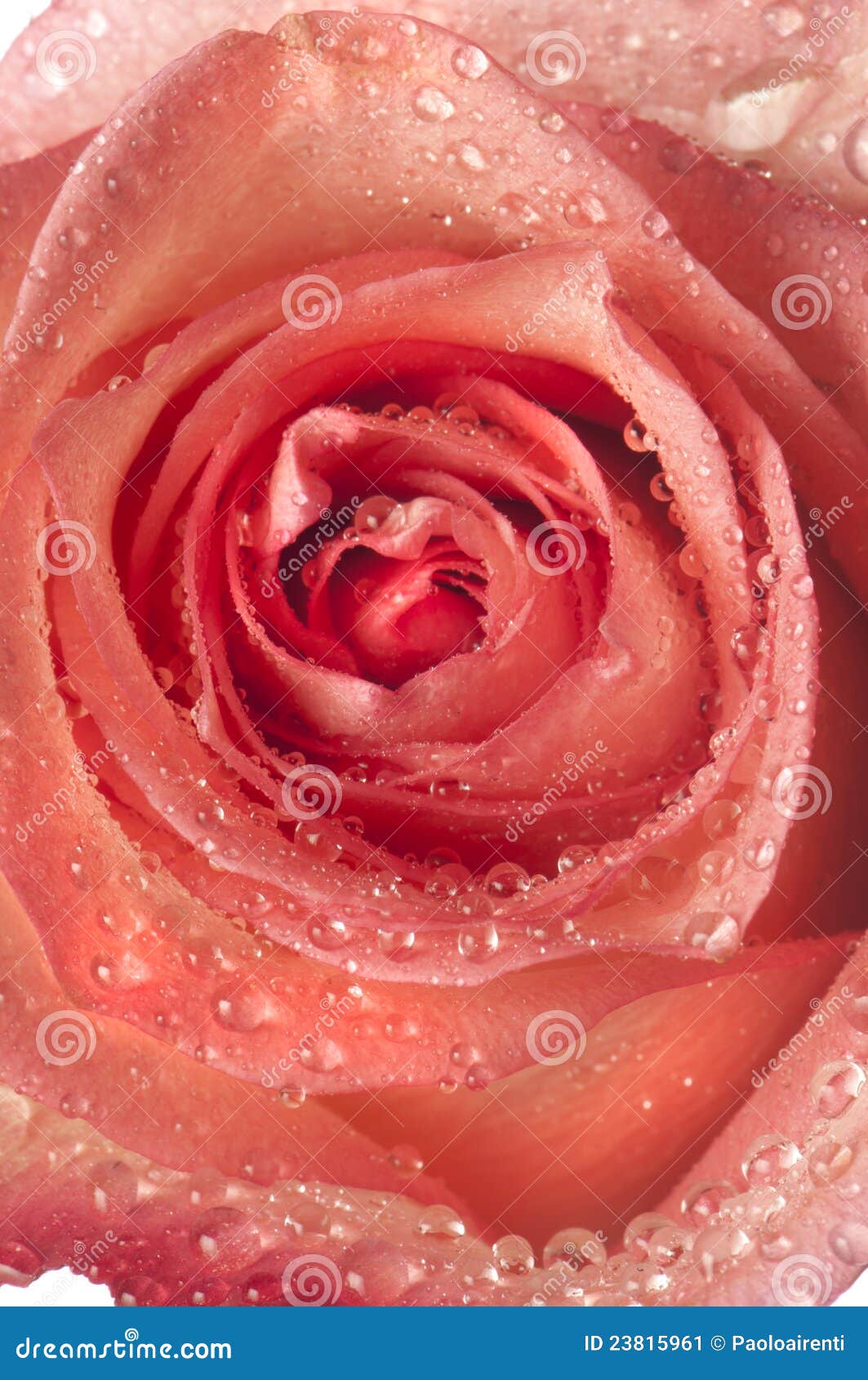 Rose,flower on White with Drops Stock Image - Image of fresh, rose ...
