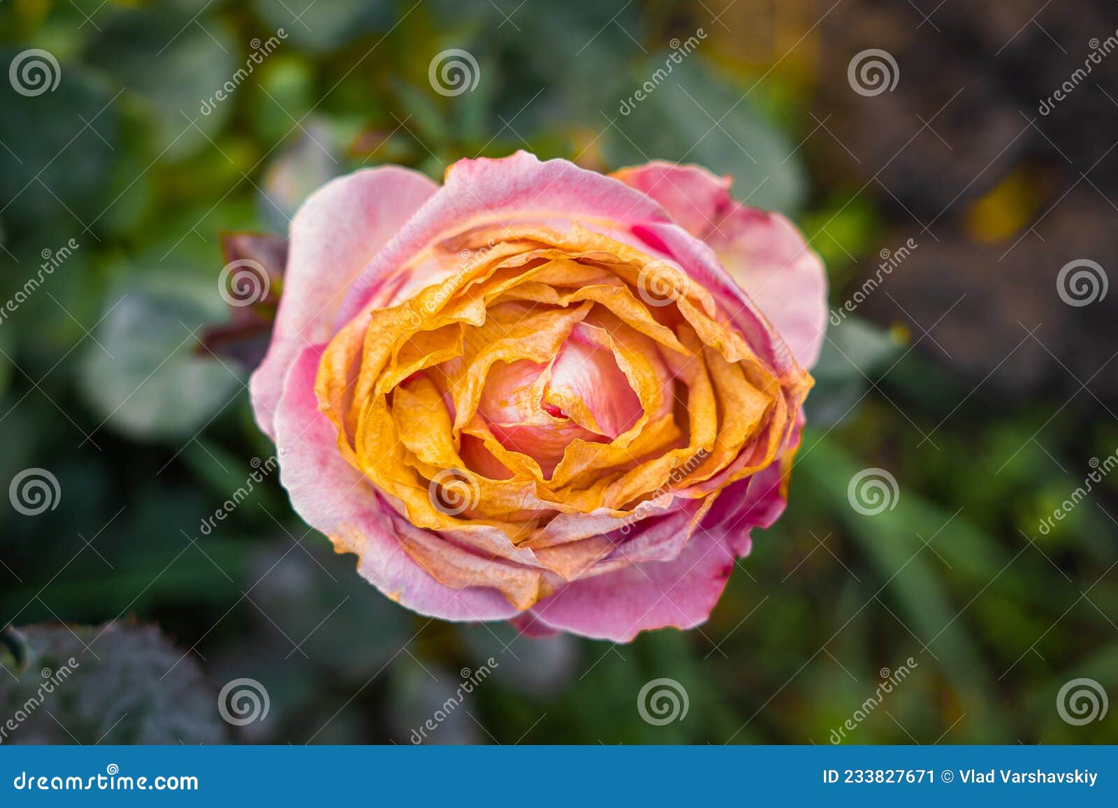 Rose Flower with Withered Petals Close Up Stock Image - Image of wilted ...