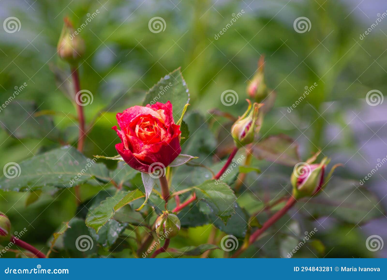 Rose. Flowers. a Beautiful Rose Bloomed in the Garden. Stock Image ...