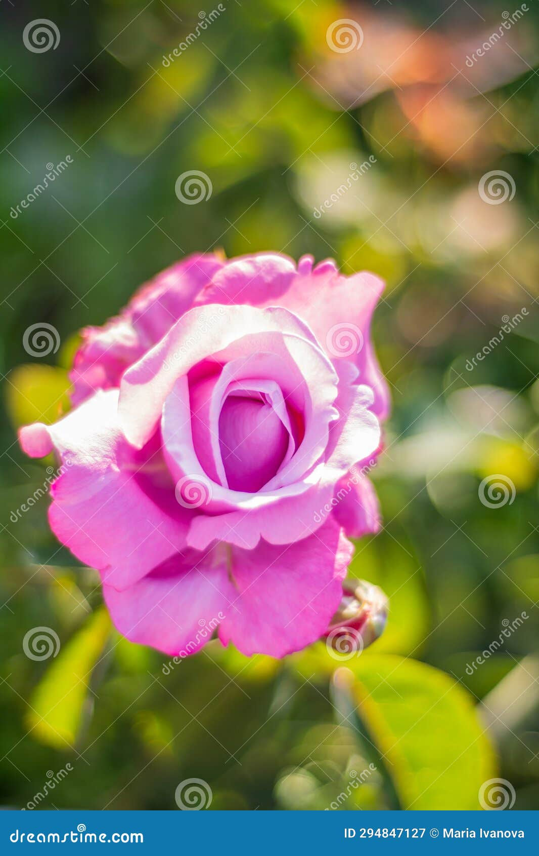 Rose. Flowers. a Beautiful Rose Bloomed in the Garden. Stock Image ...