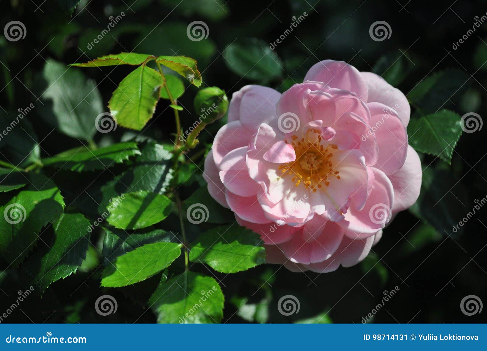 Rose,Flowers stock image. Image of nature, roseflowers - 98714131