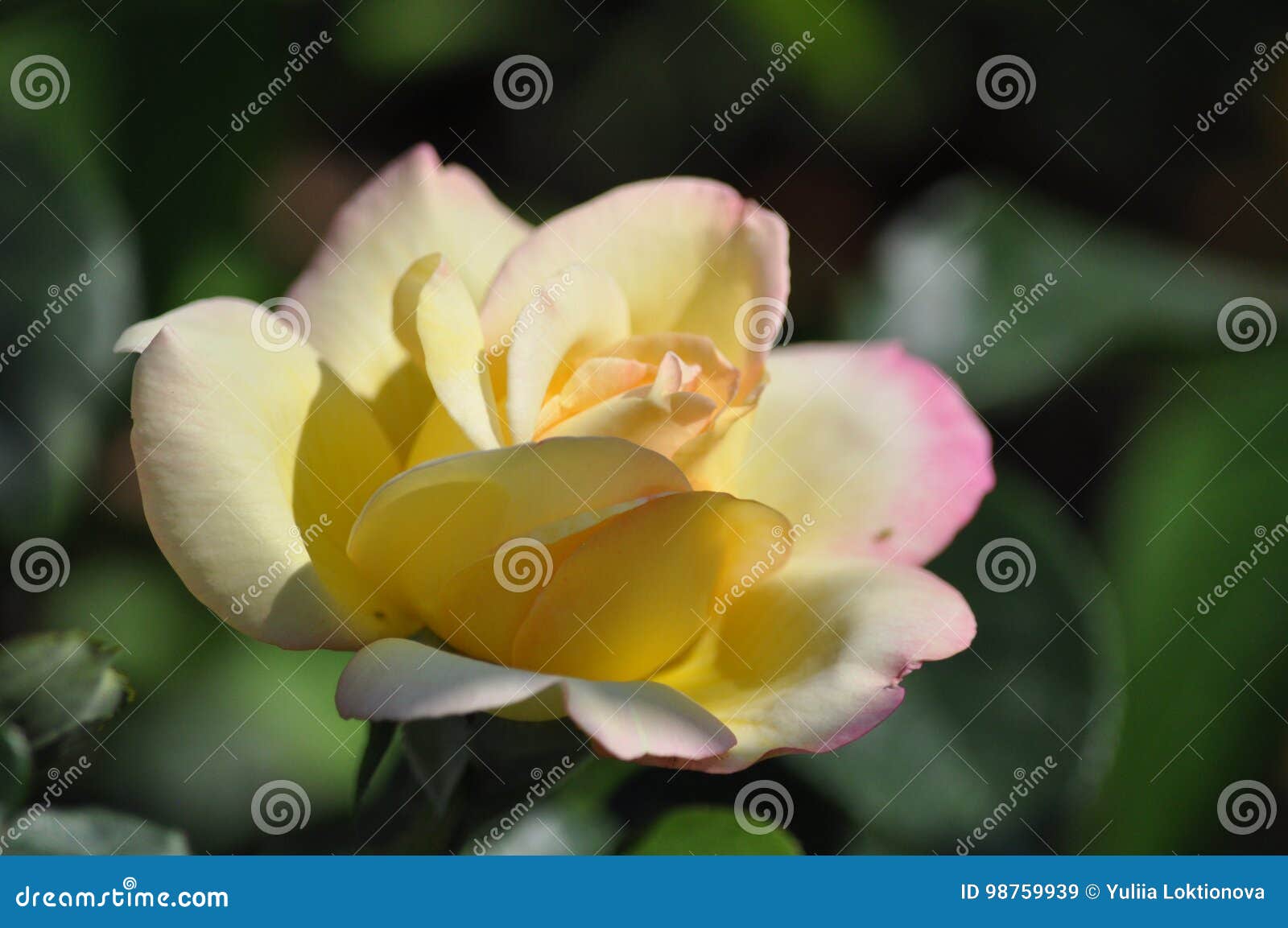Rose,Flowers stock image. Image of flower, nature, bouquet - 98759939