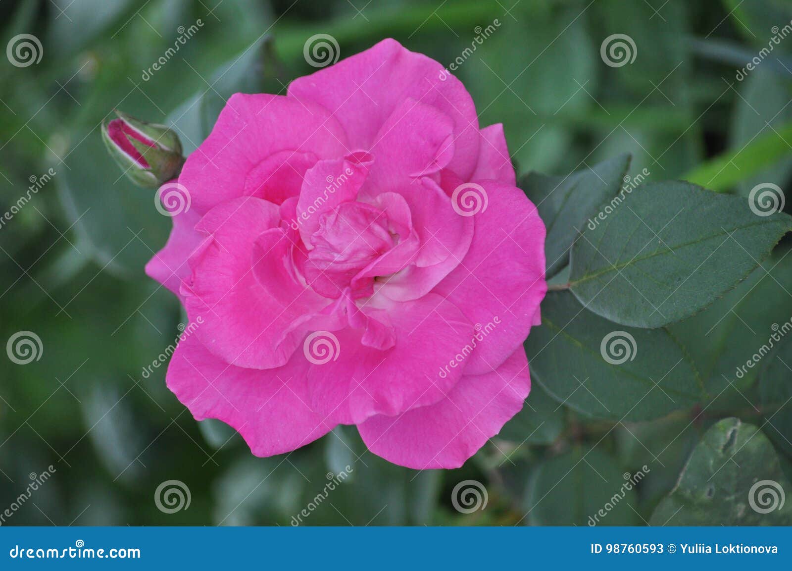 Rose,Flowers stock image. Image of flowers, plant, beauty - 98760593