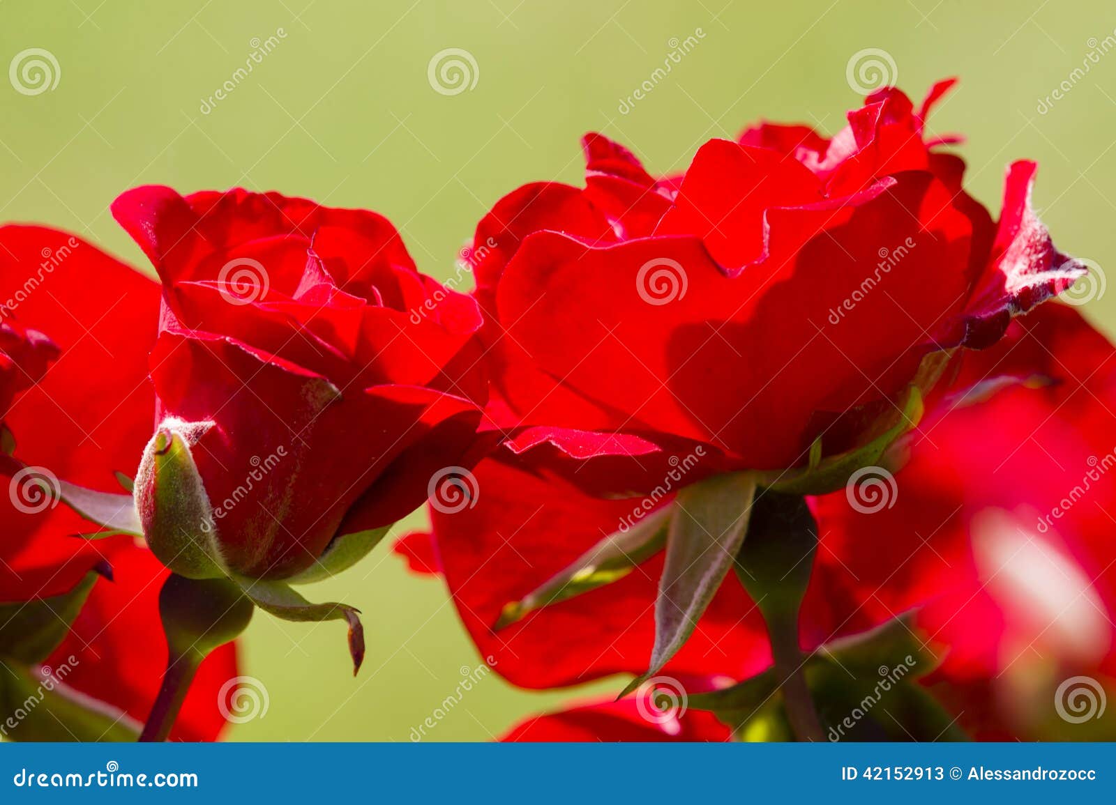 Rose Flowers and Buds in Full Bloom Stock Image - Image of sprinf ...