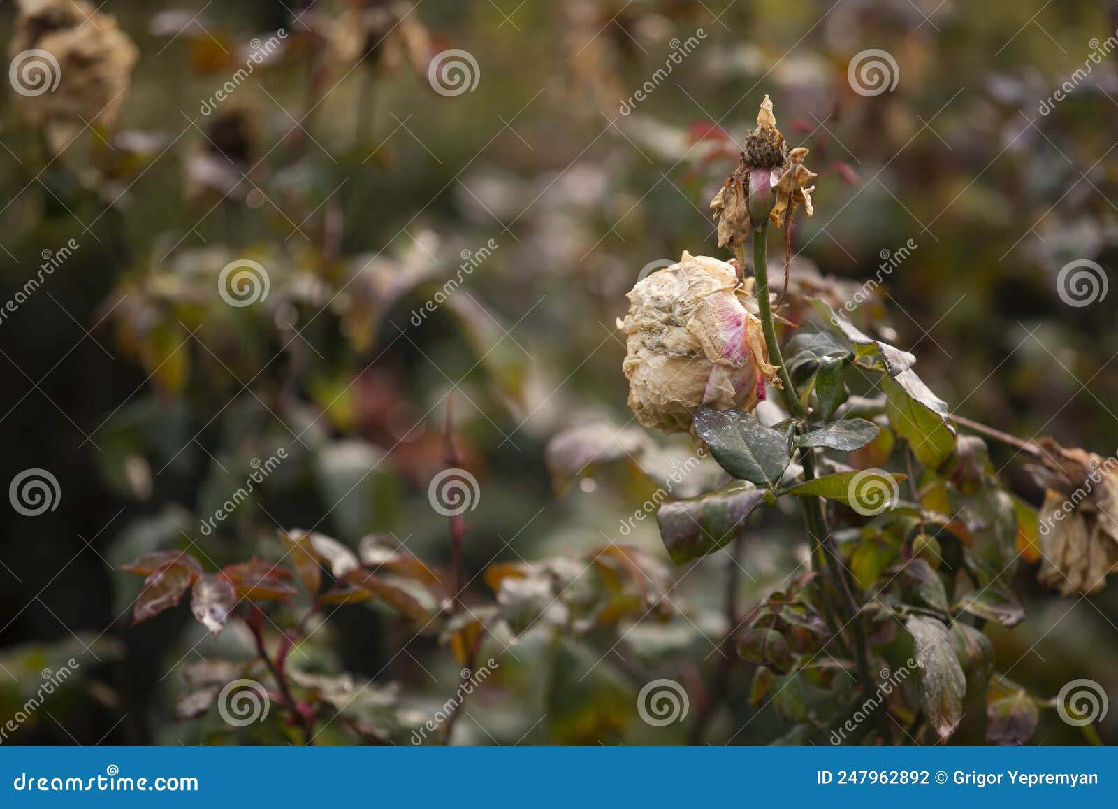 Rose Flowers Fade on the Bush Stock Photo - Image of macro, white ...