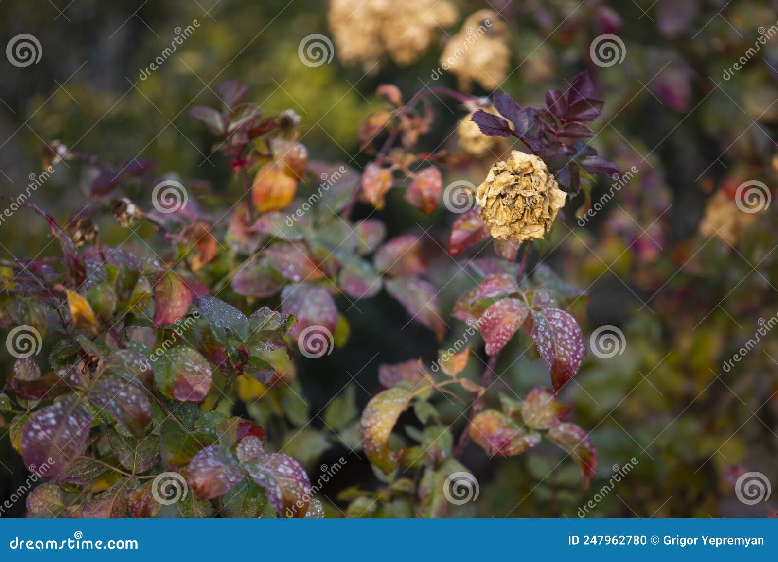 Rose Flowers Fade on the Bush Stock Photo - Image of lover, macro ...