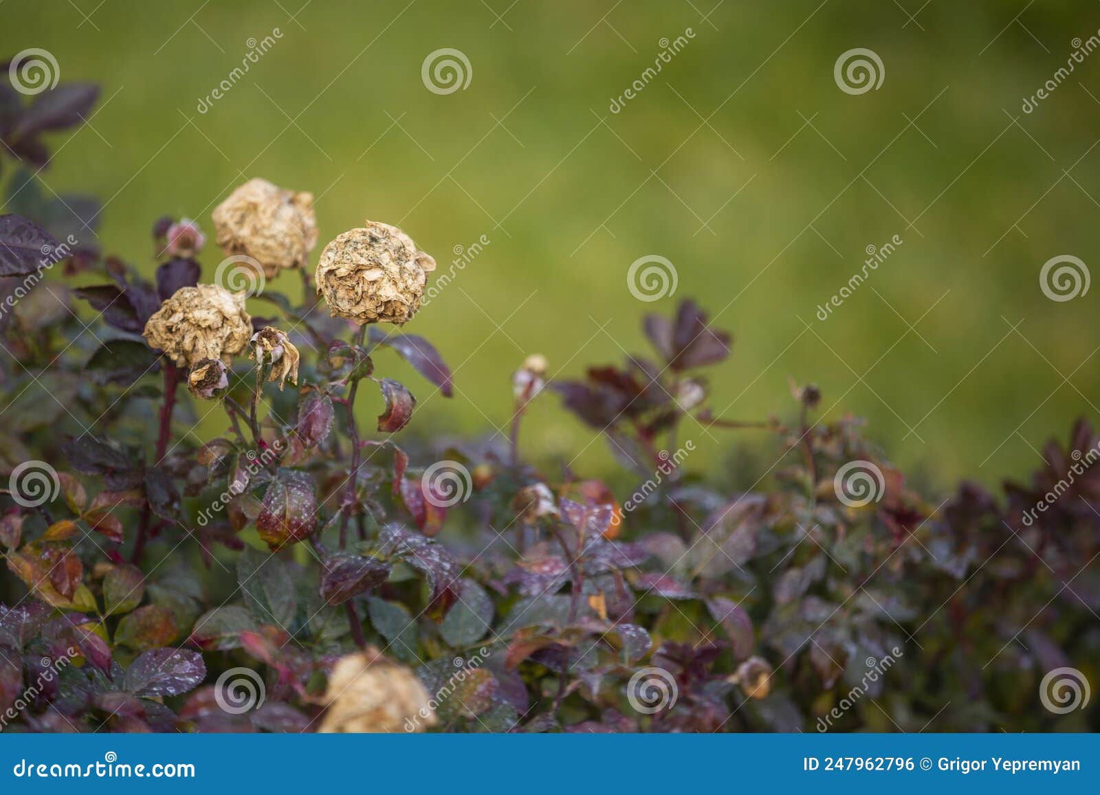 Rose Flowers Fade on the Bush Stock Photo - Image of life, plant: 247962796