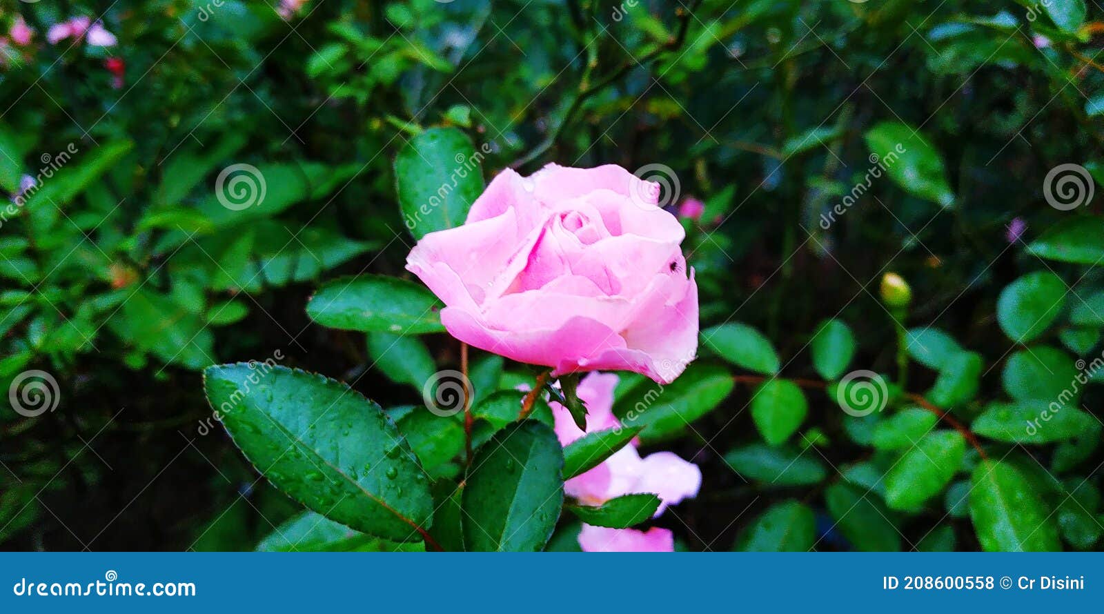 Rose flowers head in wild stock photo. Image of flowers - 208600558