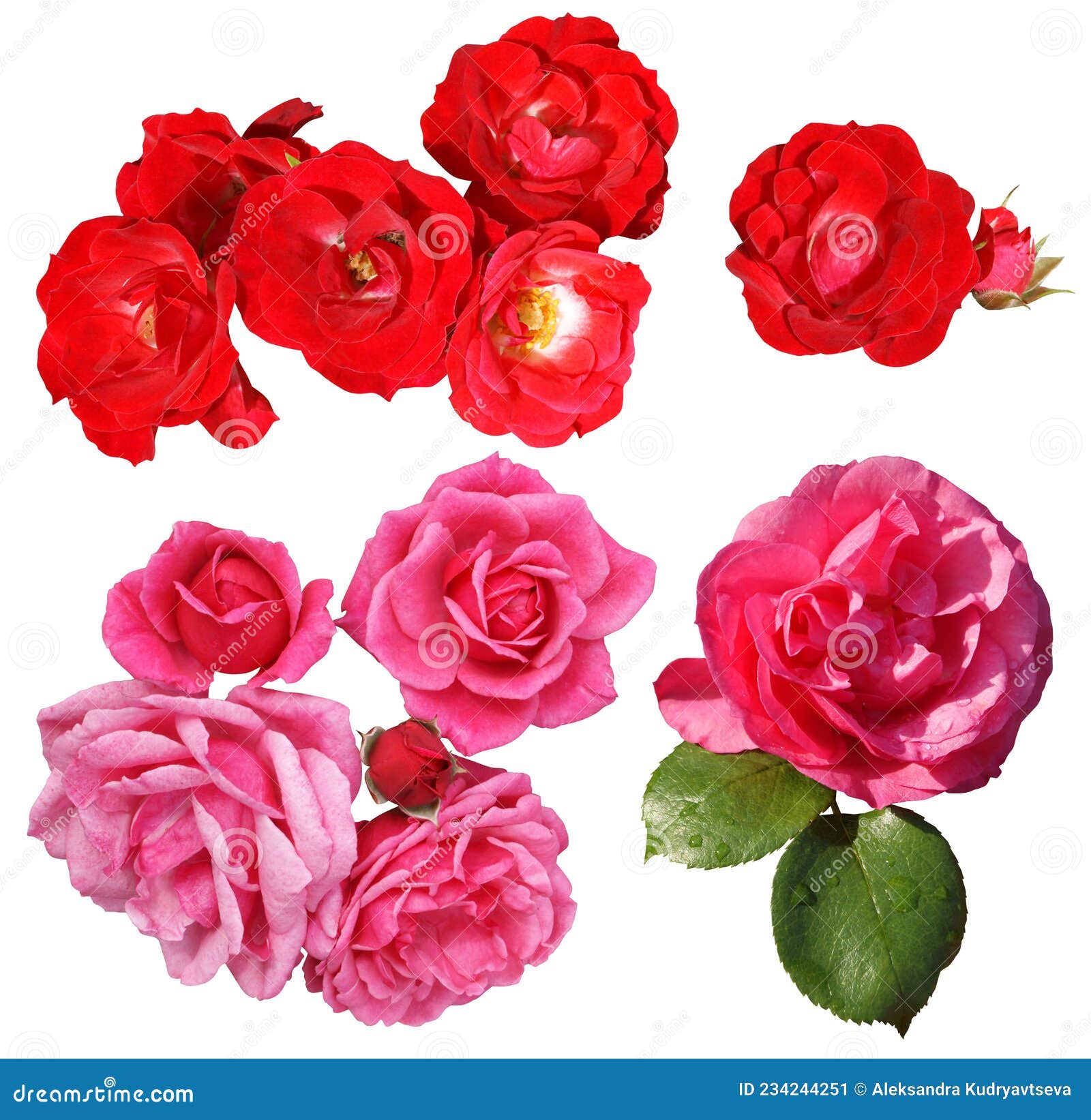Rose Flowers Isolated, Composition with Flowers on White Background ...