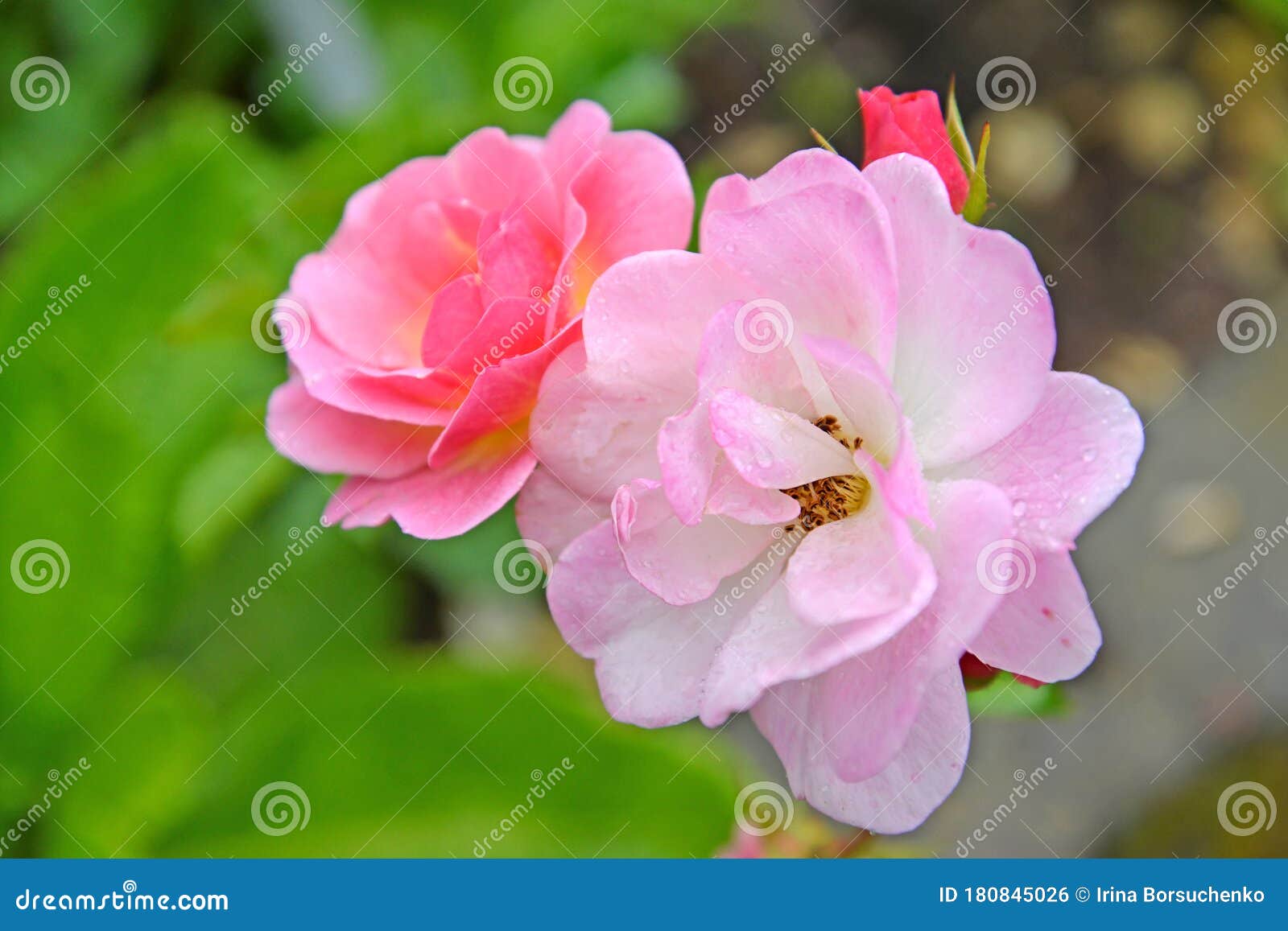 Rose Flowers are Multicolored Rosa Multiflora Thunb. Stock Photo ...