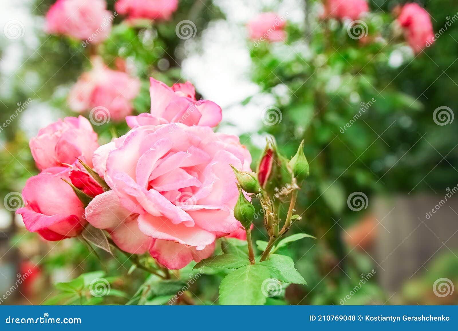 Rose Flowers on the Nature Background Stock Photo - Image of petal ...