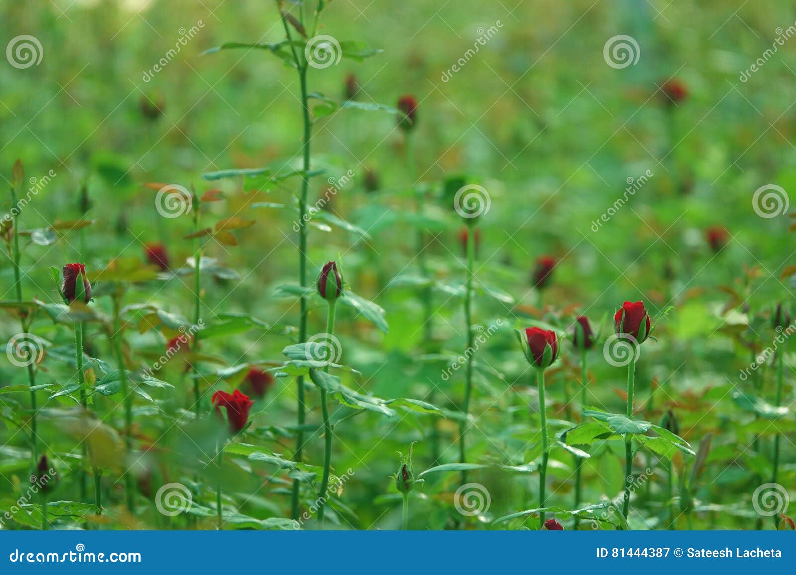Flowers Plant Fotos de stock - Fotos libres de regalías de Dreamstime