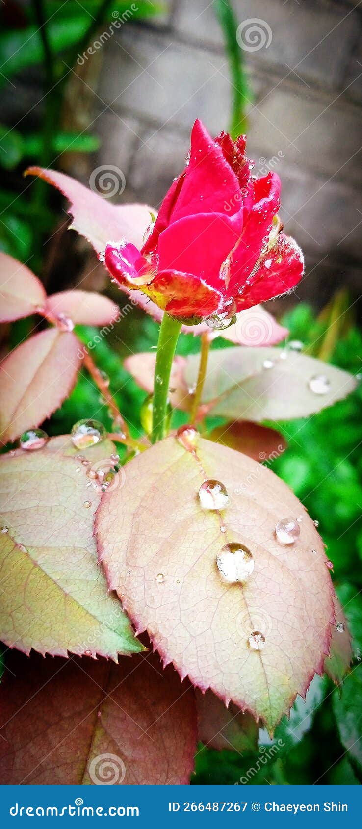 Rose flowers of rain stock image. Image of wildflower - 266487267