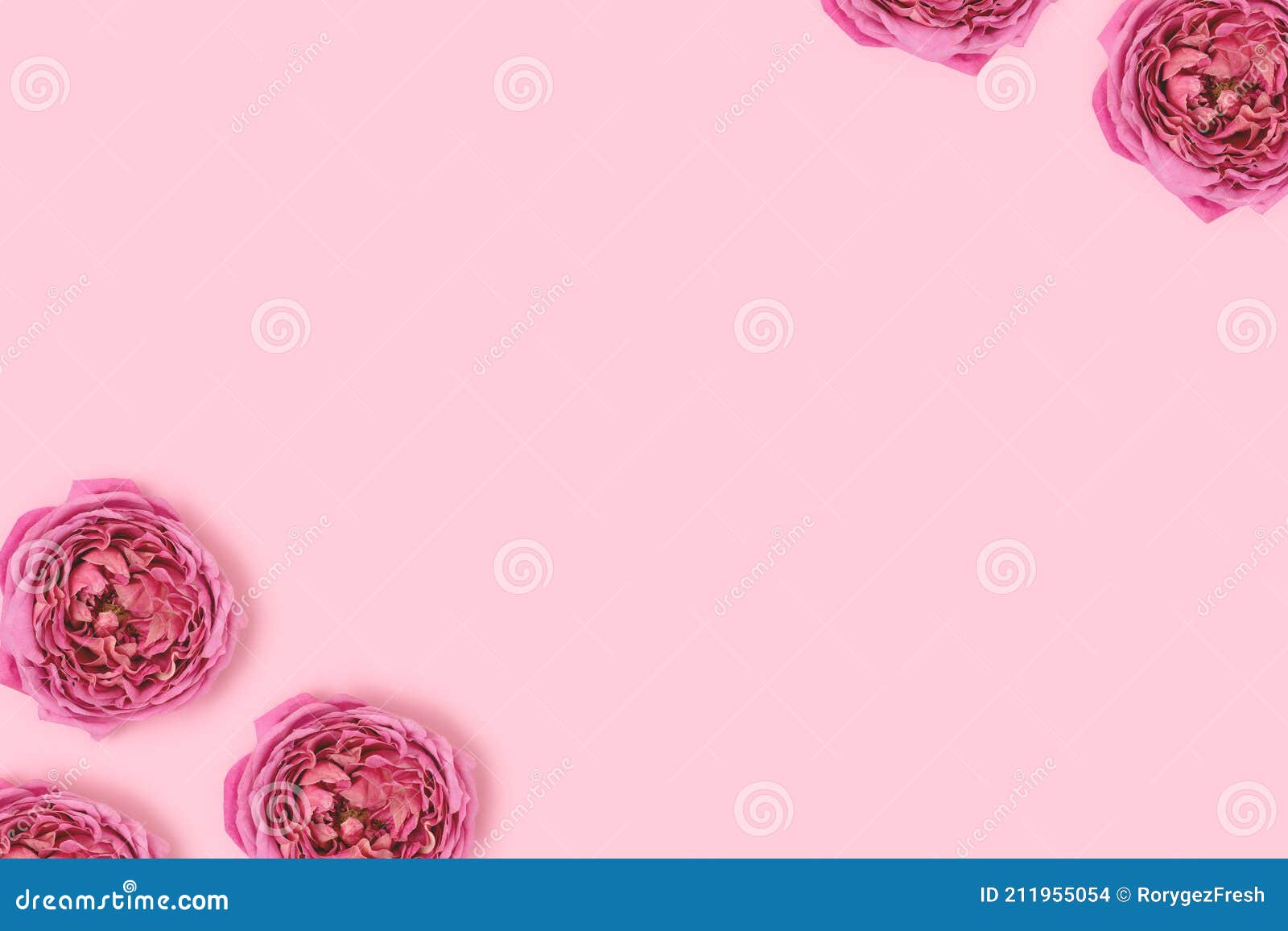 Rose Flowers Scattered on a Pink Pastel Background Stock Photo - Image ...