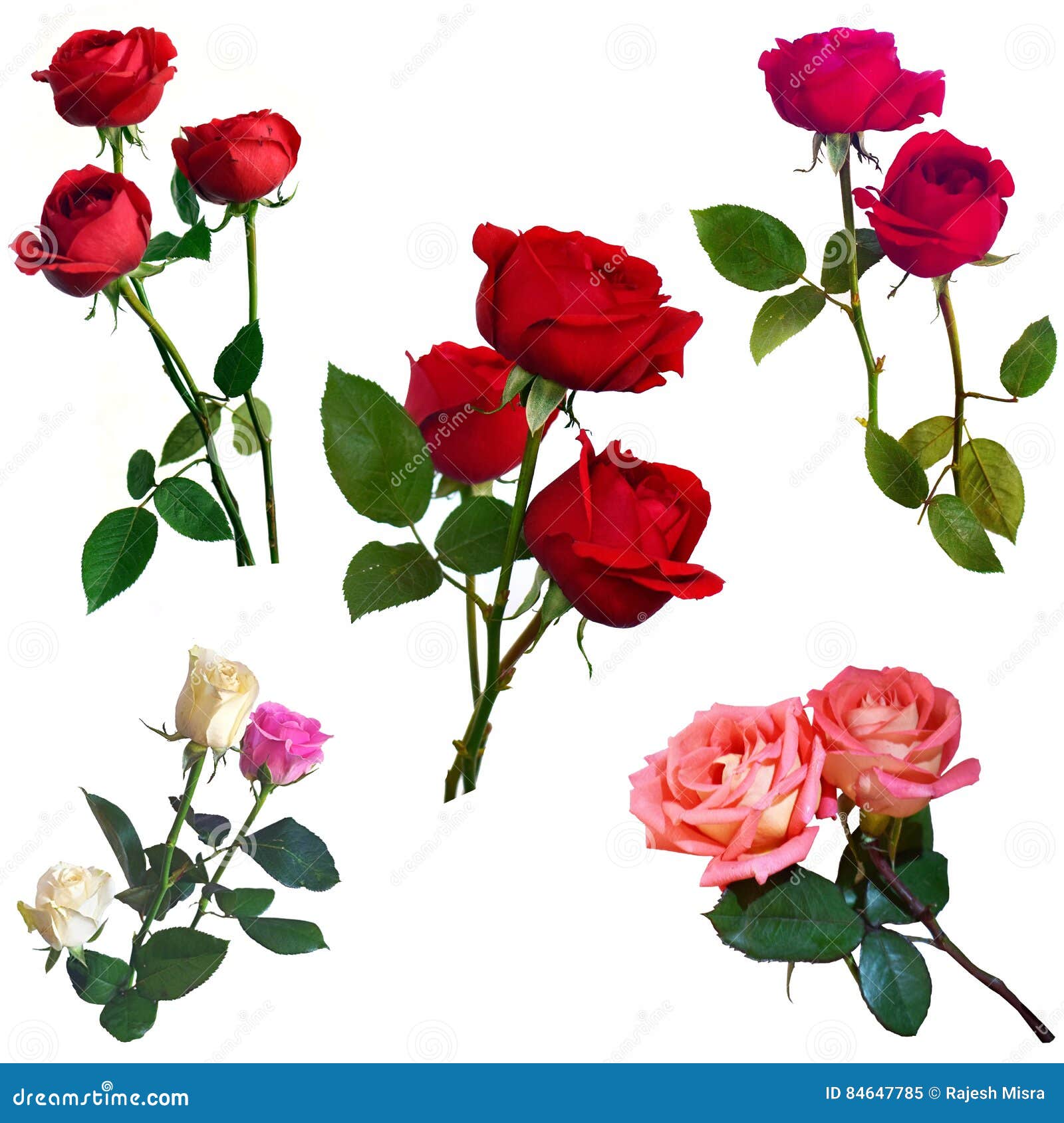 Rose flowers stock image. Image of garden, blossom, decoration - 84647785