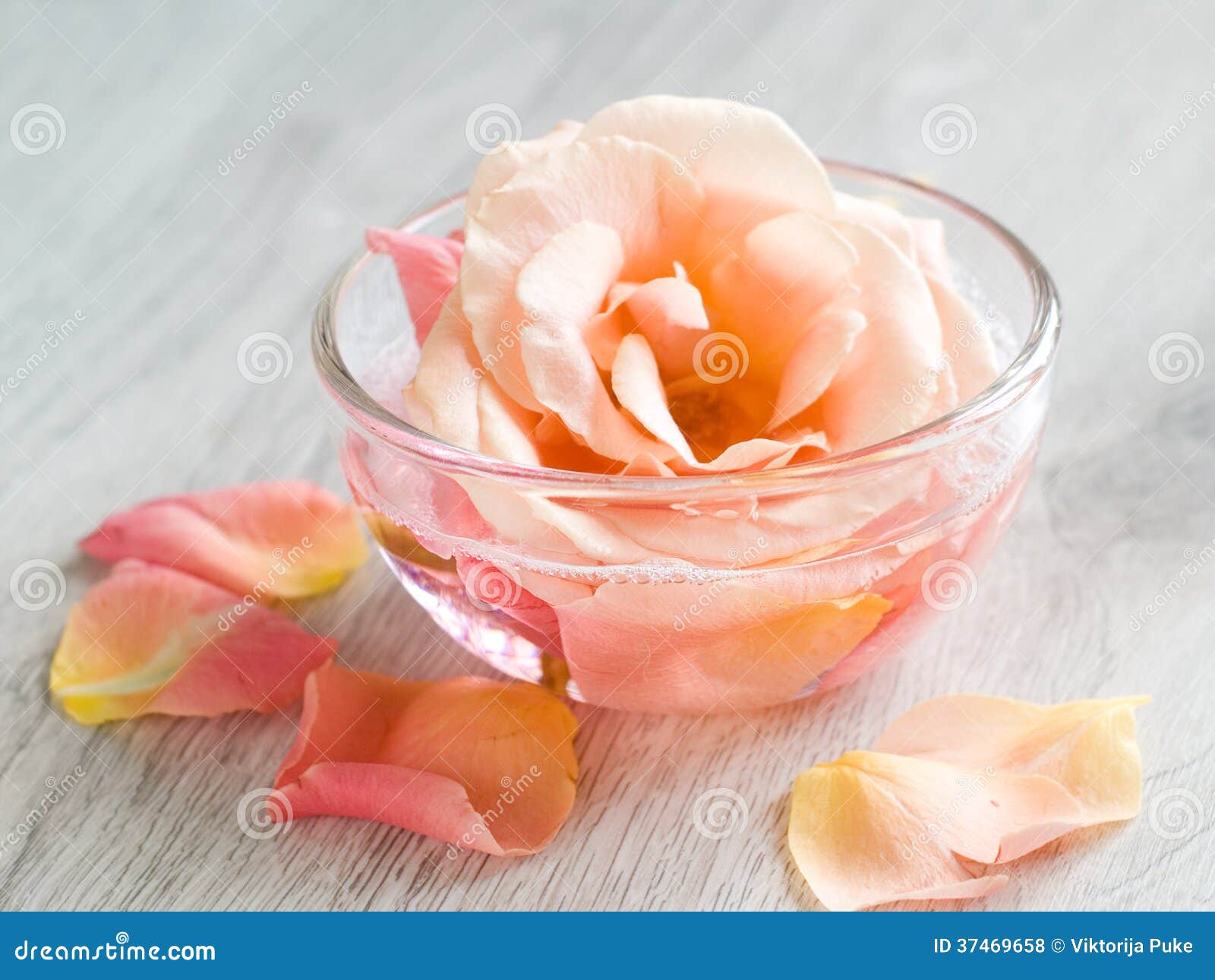 Rose flowers for spa stock photo. Image of health, relaxation - 37469658