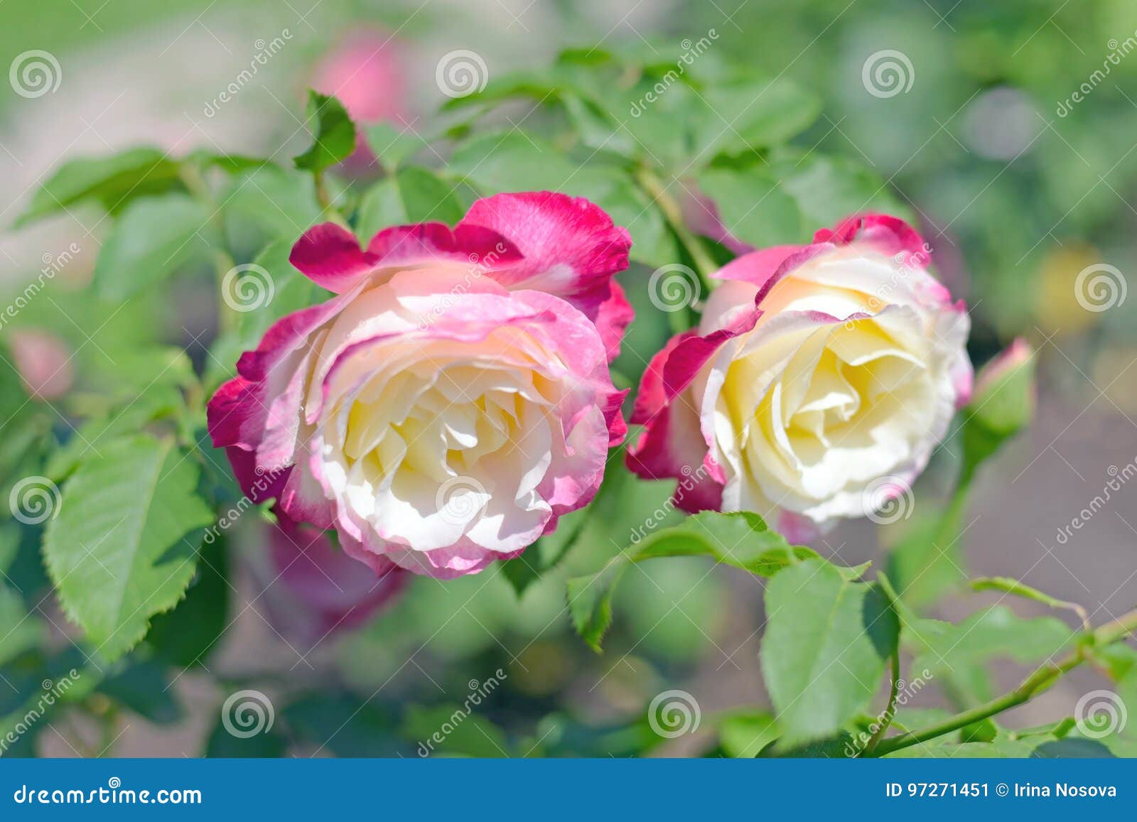 Rose Flowers Varieties Double Delight. Stock Image - Image of beautiful ...
