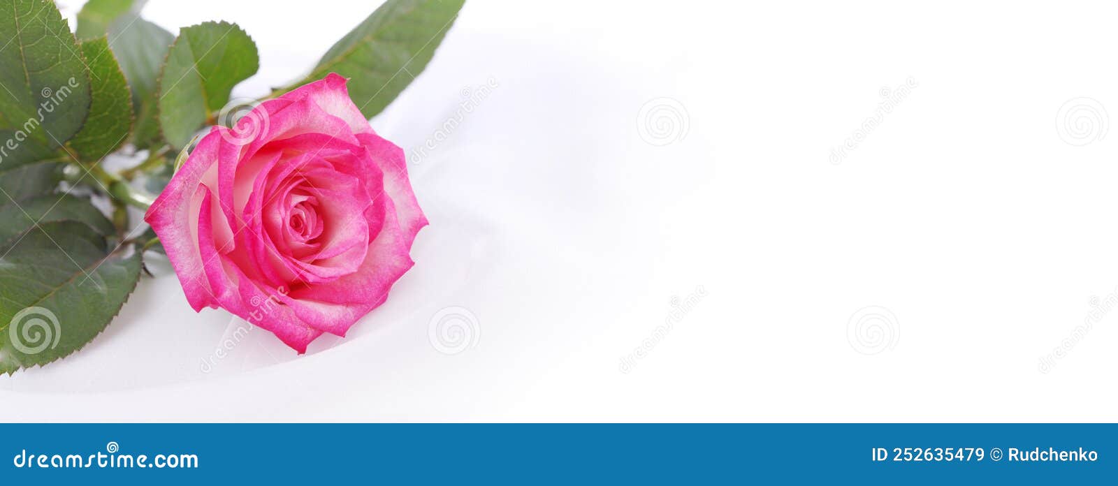 Rose Flowr on White. Horizontal Nature Background Stock Image - Image ...