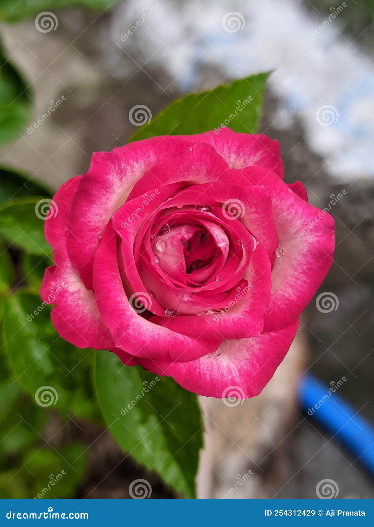 Rose after Flush in the Morning Stock Image - Image of pink, flush ...