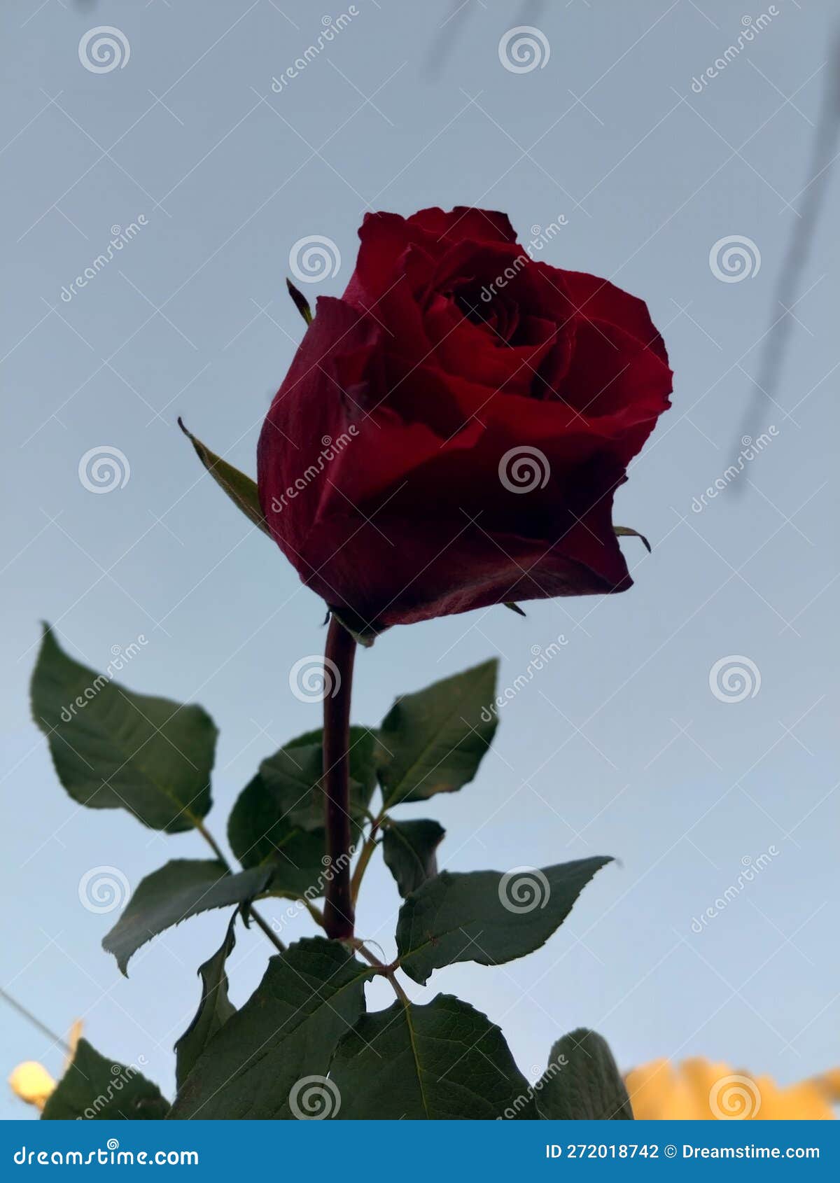 Rose? fly the sky stock photo. Image of rose, garden - 272018742