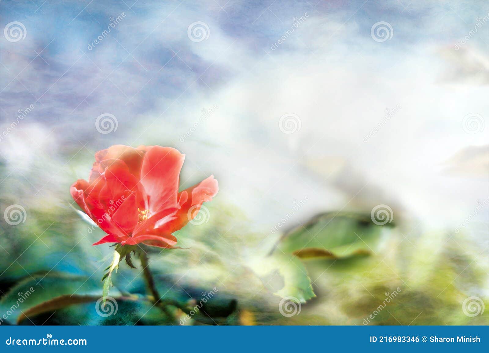 Rose and Fog stock photo. Image of beauty, garden, closeup - 216983346