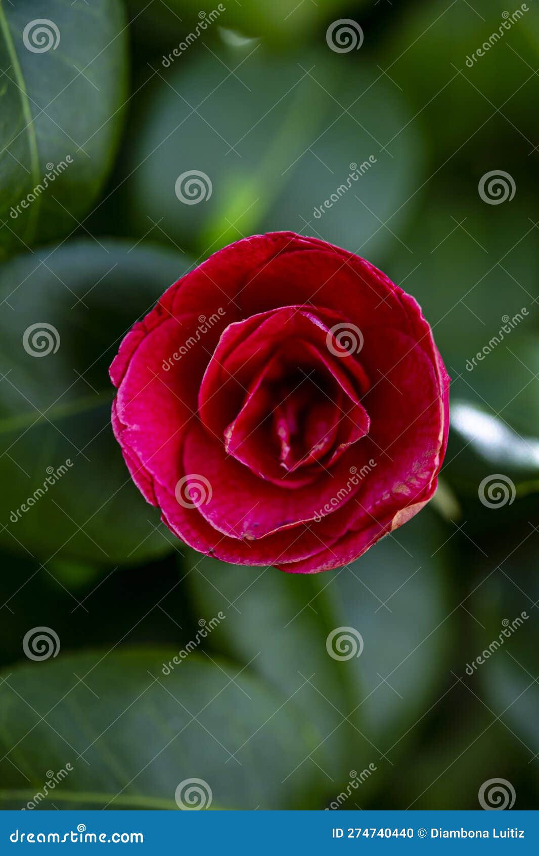 A rose in the foreground stock photo. Image of color - 274740440